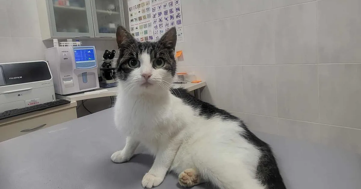 SÜDAMLIK Leetu sõitnud eestlased tegutsesid 10 tundi, et päästa hädas ...