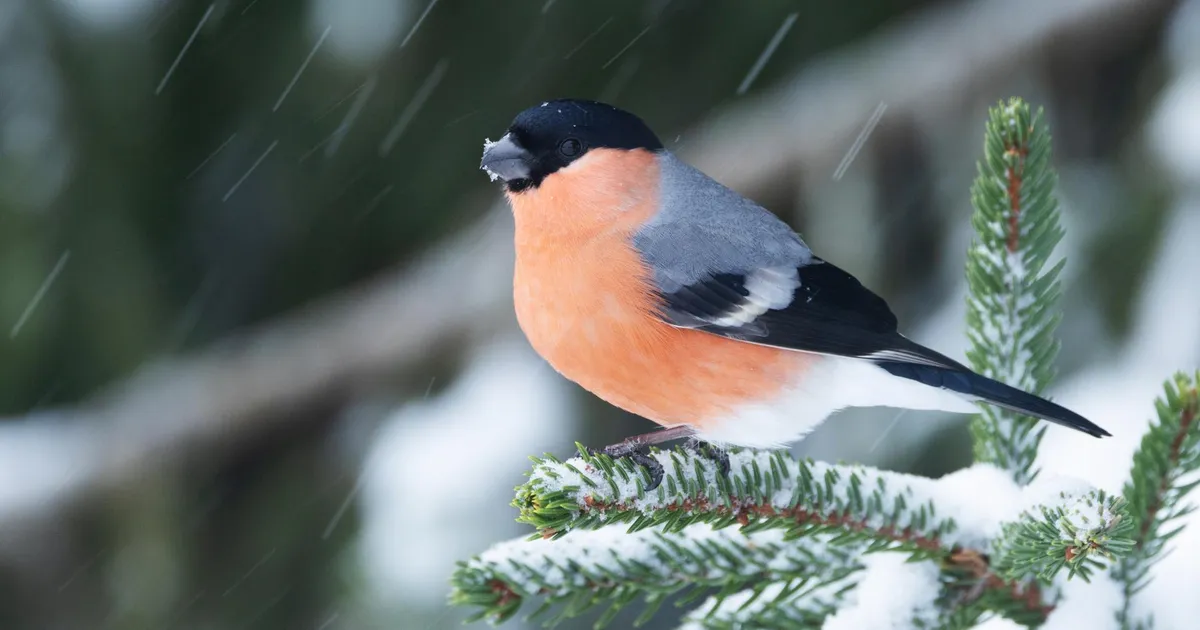 Talvised aialinnuvaatlejad panid esialgsetel andmetel kirja 40 000 lindu