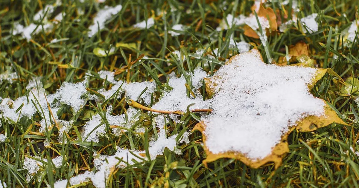ESIMENE LUMI Kambja lähedal sadas õhkõrna lund