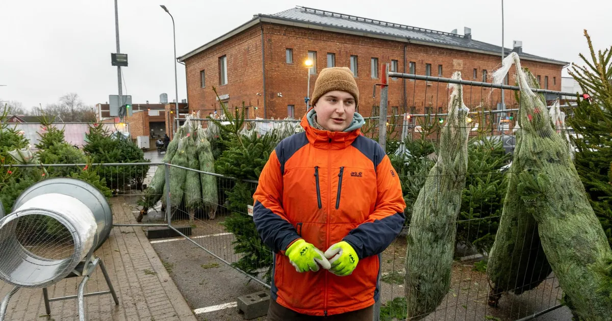 GALERII Algas kuusemüük, hinnad on mõne aastaga hoogsalt kerkinud