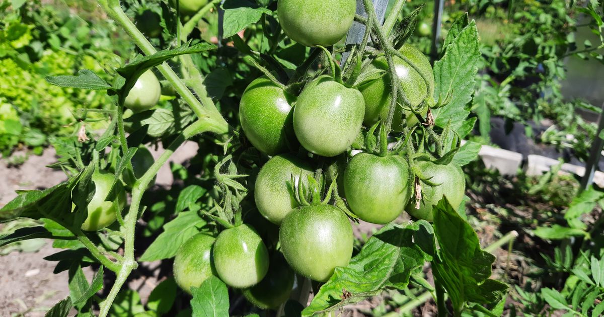 Kuidas tomatid kiiremini punaseks minema meelitada