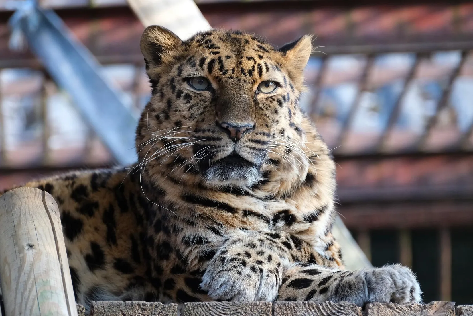 LOOMARIIK Leopard Darlal täitub inimnaisterahva viimane taks
