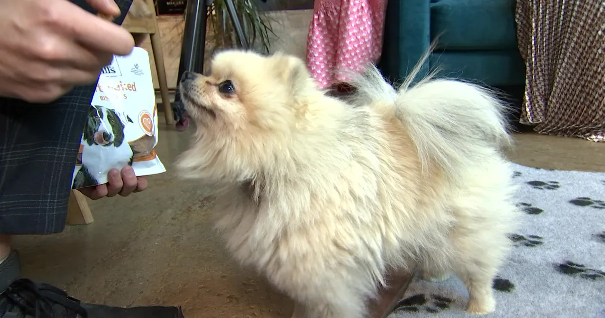 Reporter: Eesti parim koerterestoran on selgunud!