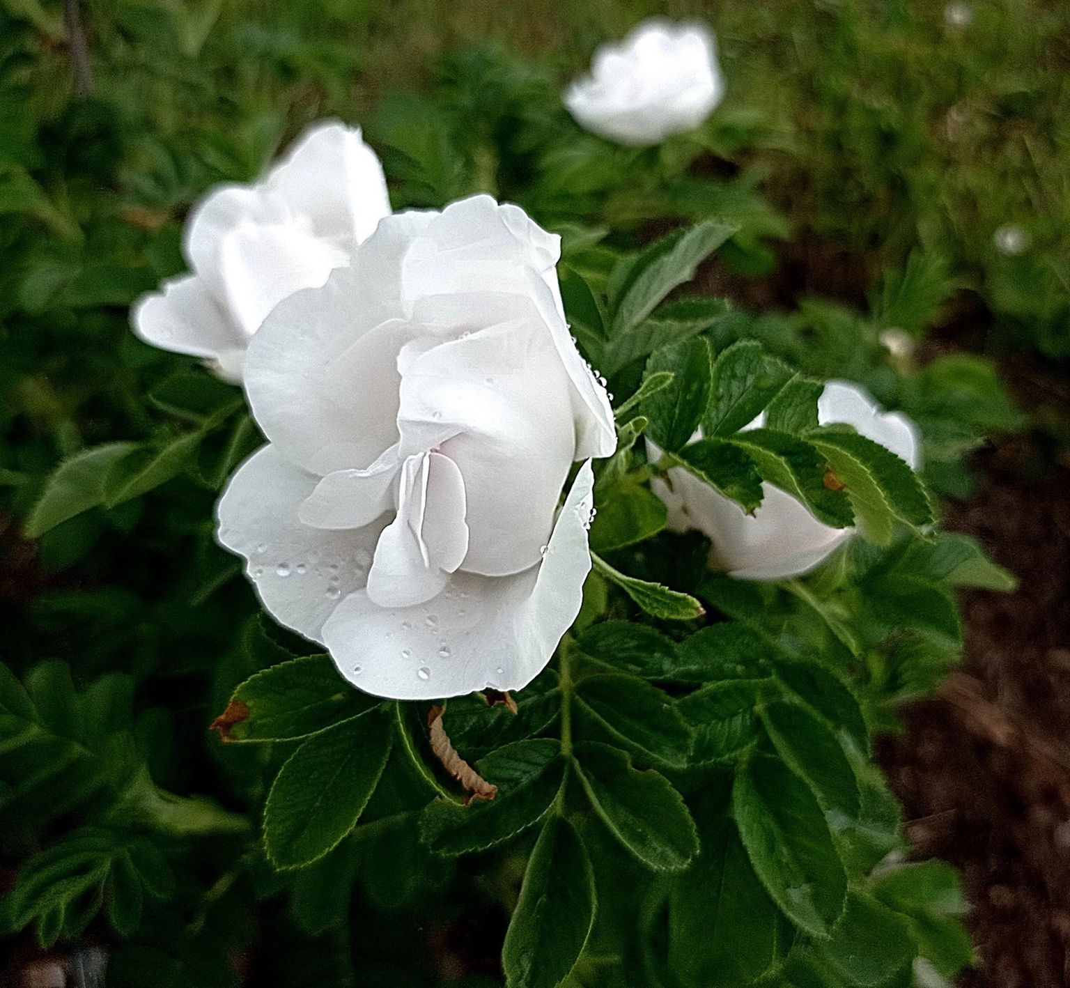 Eestis aretati Koidula roos