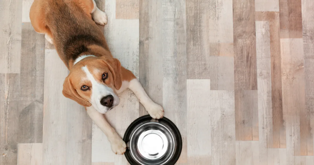 Kas sinu koer sööb piisavalt kala?