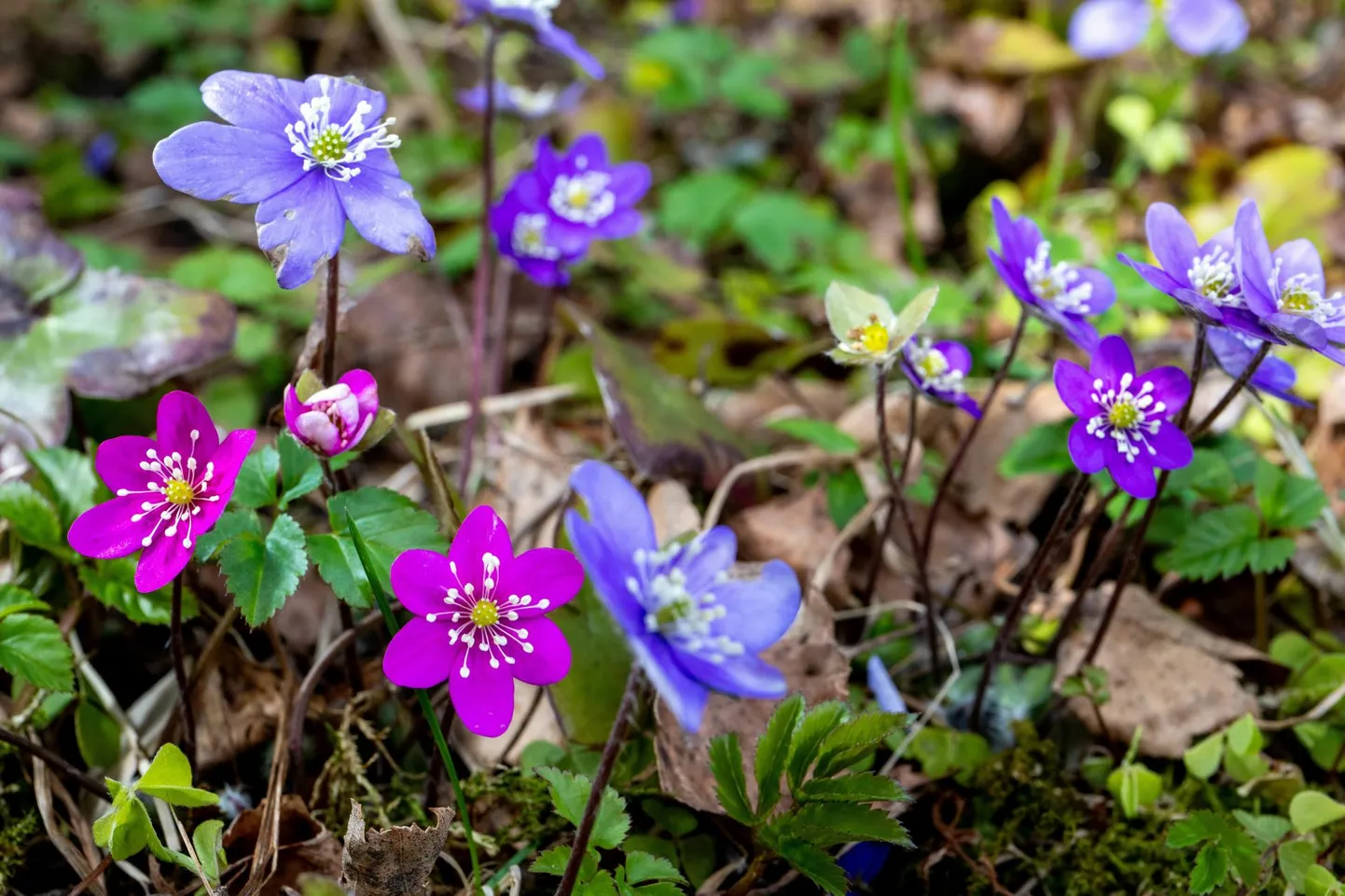 Neljapäeval tuleb kuni 17 kraadi sooja