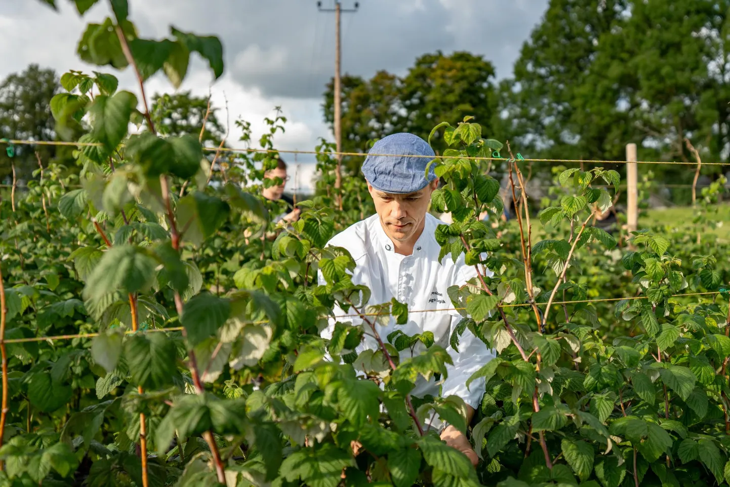 Peakokad leidsid Mulgimaalt hulga restoranimenüüd väärivat