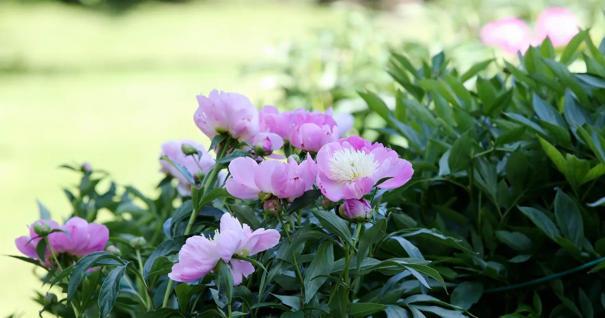 Ravimtaimena kasvatatud pojengist on saanud hitt