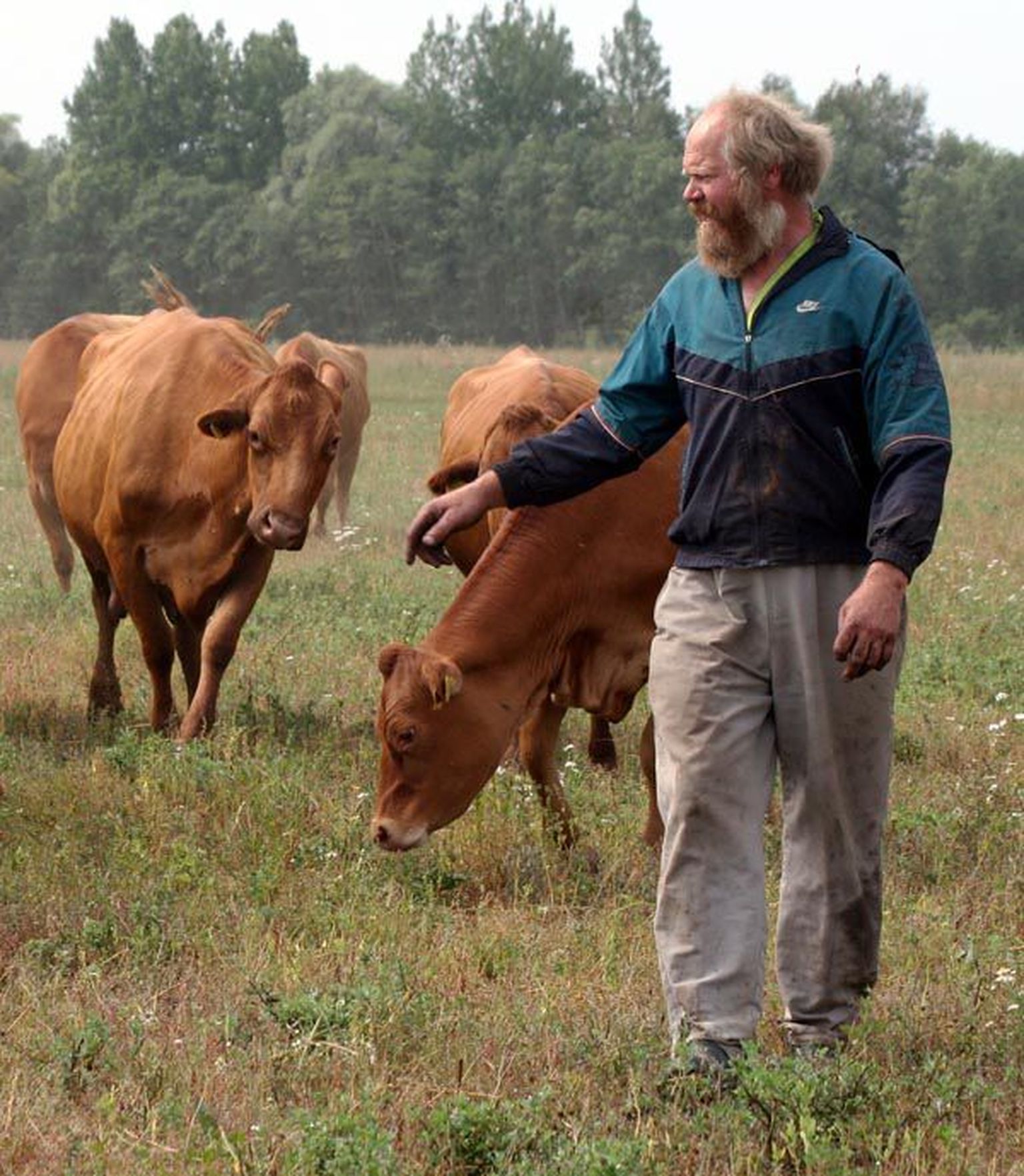 Talu varus maakarjale talvesööda keelatud maalt