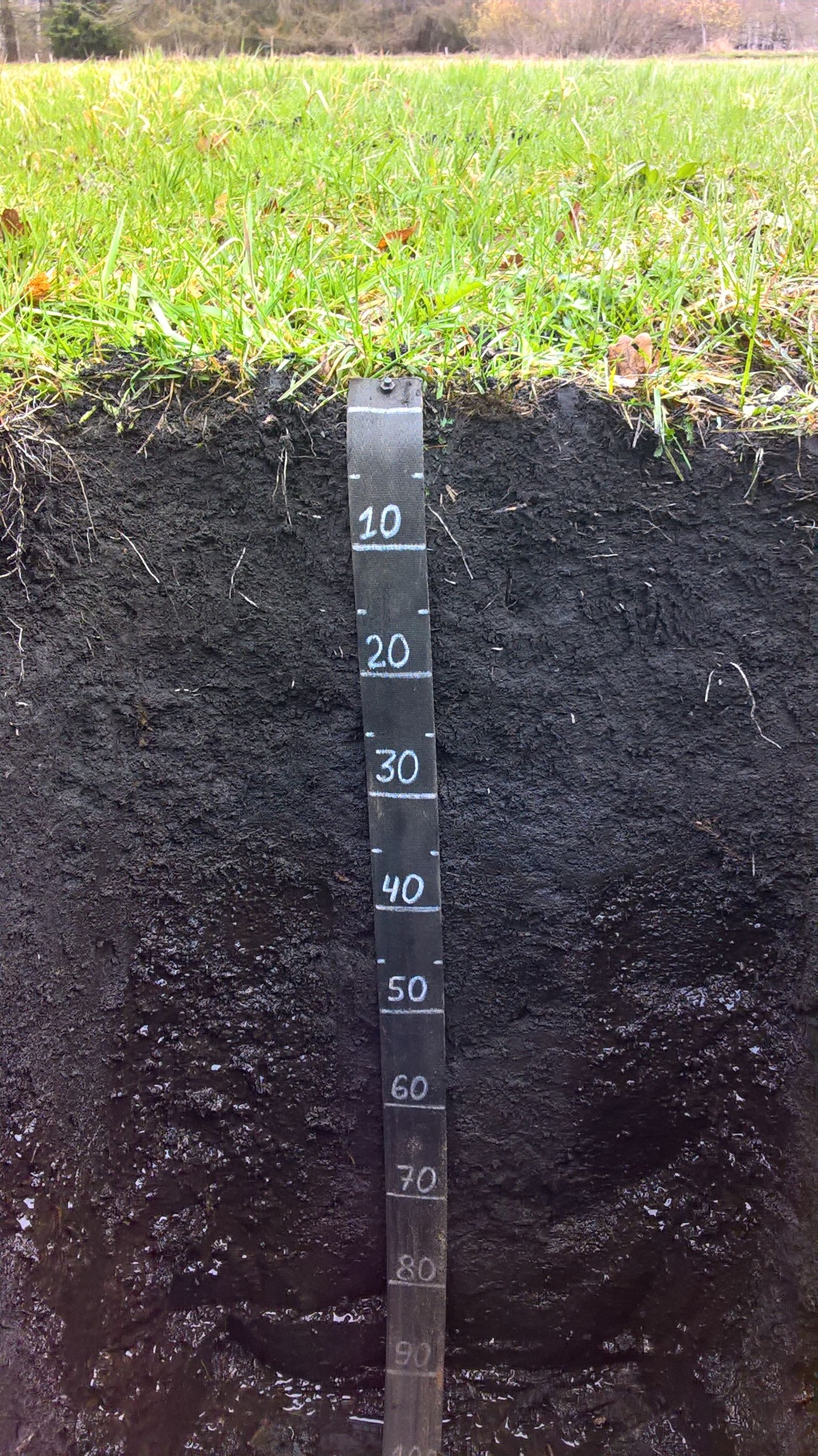 2019. aasta muld on madalsoomuld - Eesti - Postimees: Värsked uudised ...