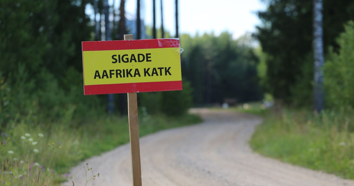 Võrumaa elupõlise seakasvataja farmis tuvastati sigade Aafrika katk