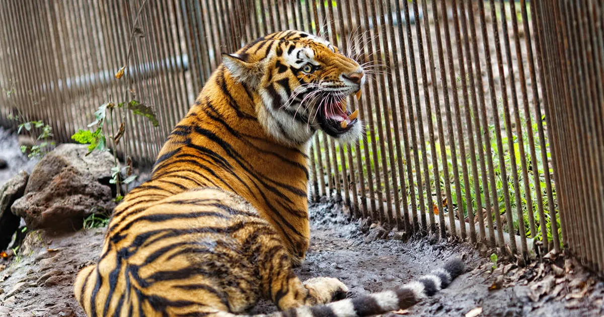 Tiger Kingiga seotud loomatalitaja hukkus traagilises tiigri rünnakus