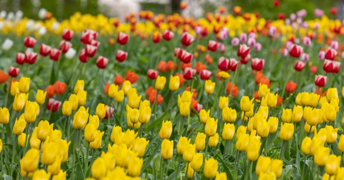 NÄDALA AED Kevad algab sügisel