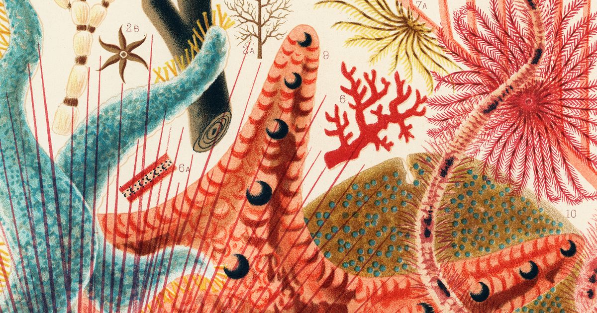 Arhīva foto: Krāšņās koraļļu ilustrācijas un fotogrāfijas no 1893. gada ...