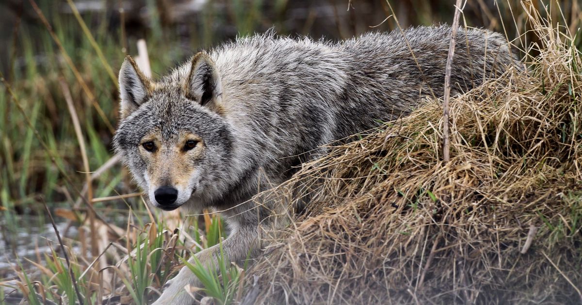 Hiiumaal jäi hunt auto alla - Eesti - Postimees: Värsked uudised ...