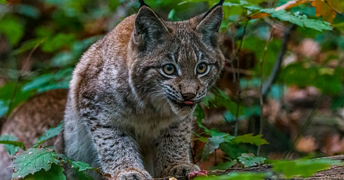 Kas inimestel oli veel üks koduloom – iidsest matusepaigast leiti selle ...