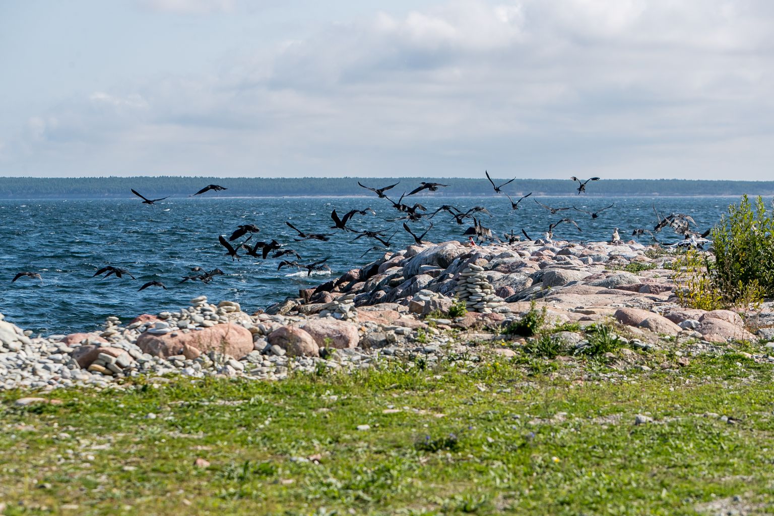 MAA ELU Kalurid paluvad riigilt abi hüljeste ja kormoranide vastu