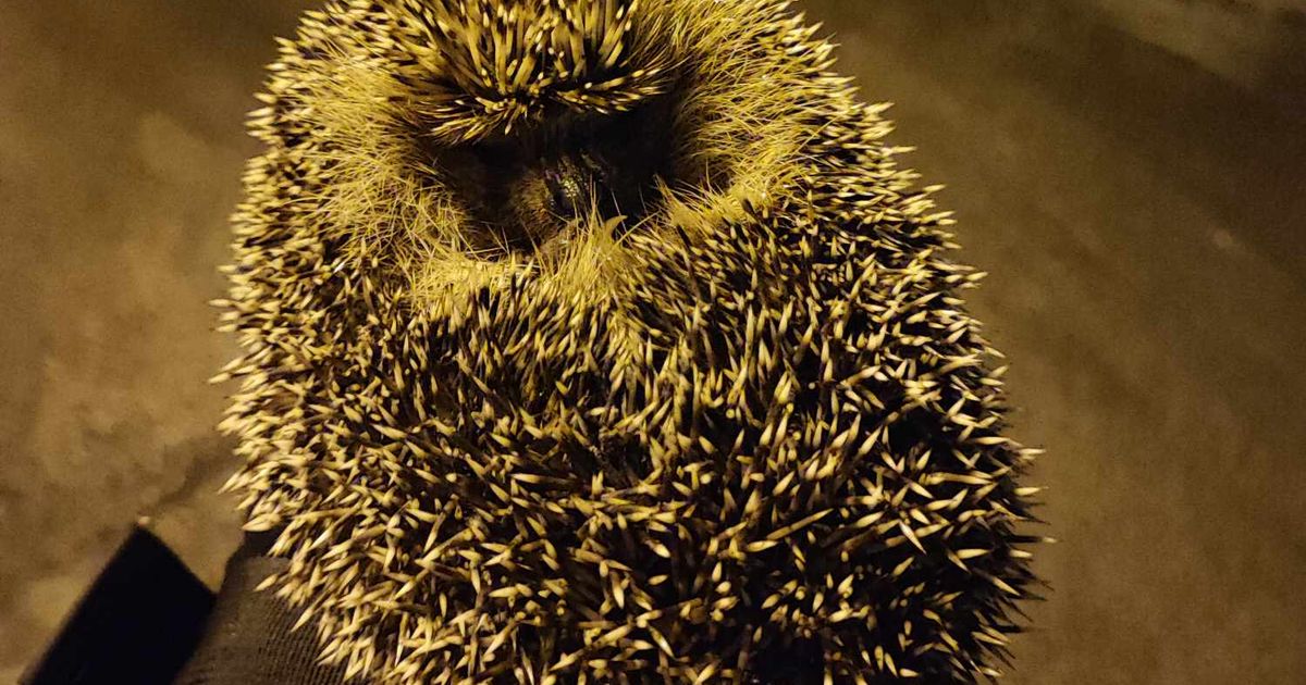 Sulailmad ajasid siili liikvele, kuid iseseisvalt ta praegu ellu ei jääks