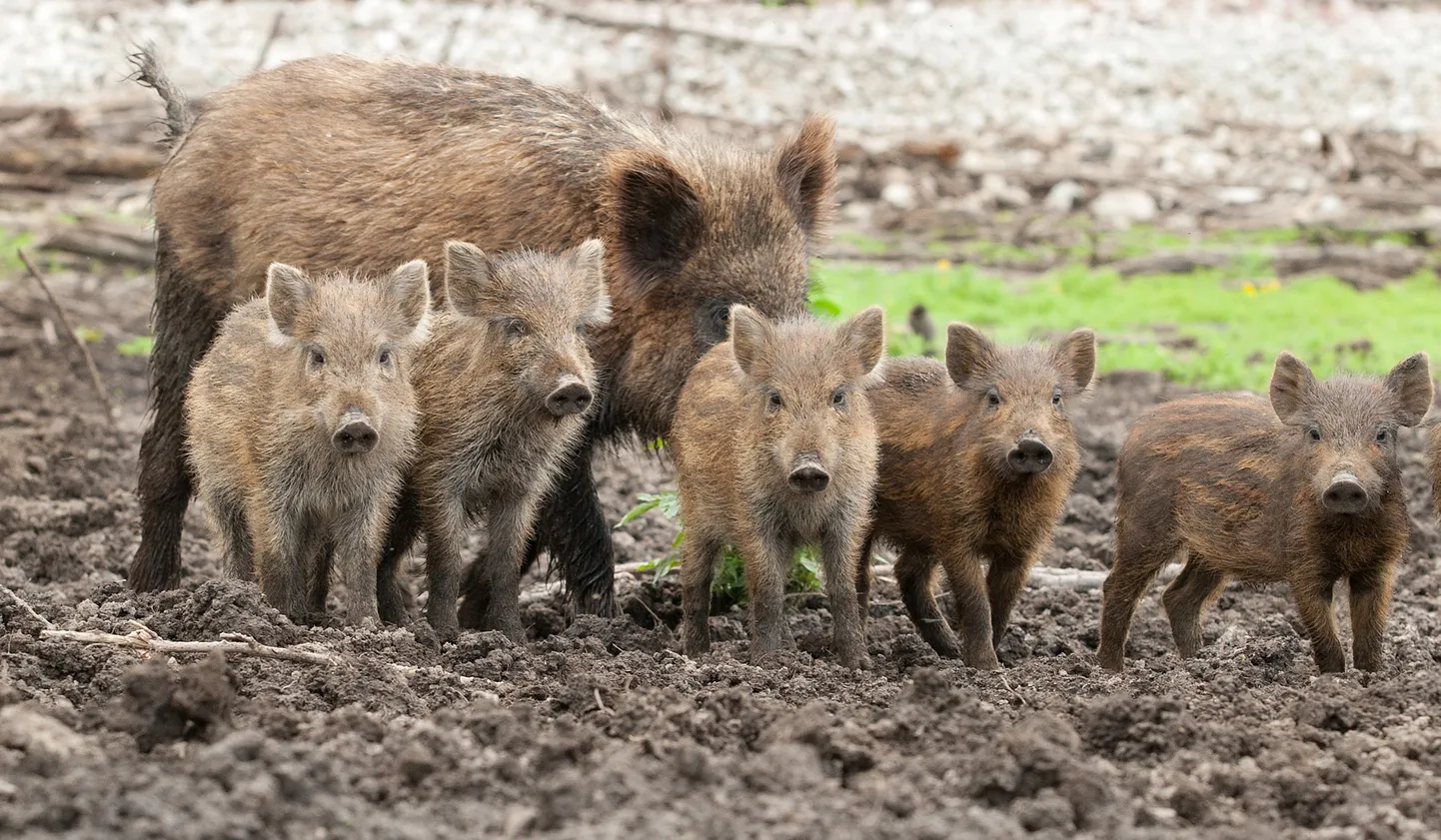 Saaremaal tuvastati metsseal sigade Aafrika katk