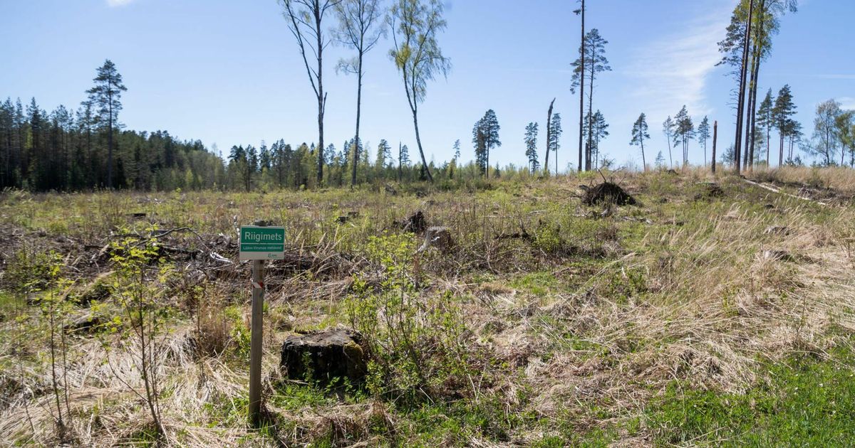 MART RAUDSAAR Kas metsakaitsjatel, venelastel ja ettevõtjatel võiks ...