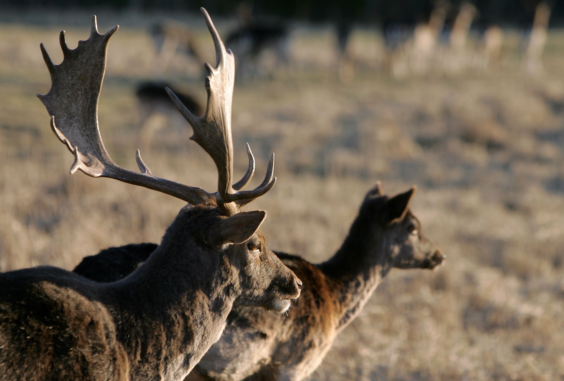 VIDEO "Rīgas meži": Briežu dārza izveide Ogres pievārtē bija kļūda
