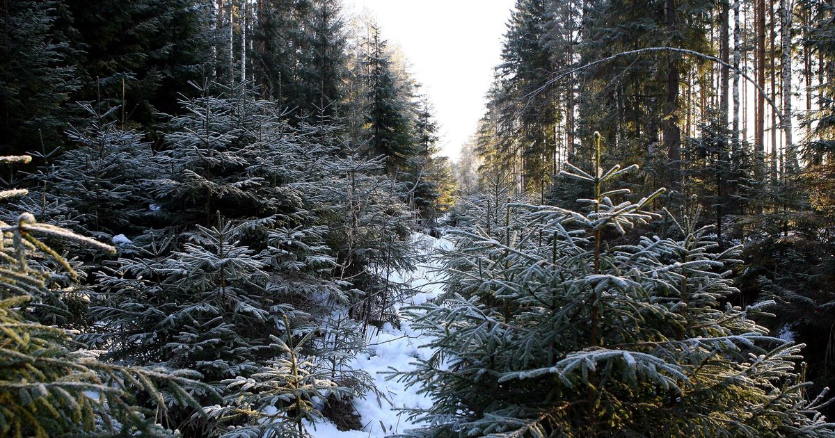 RMK: Too jõulupuu riigimetsast!