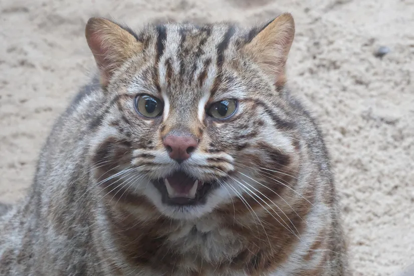 LOOMARIIK Kevad saabub koos rohkete sünnipäevadega