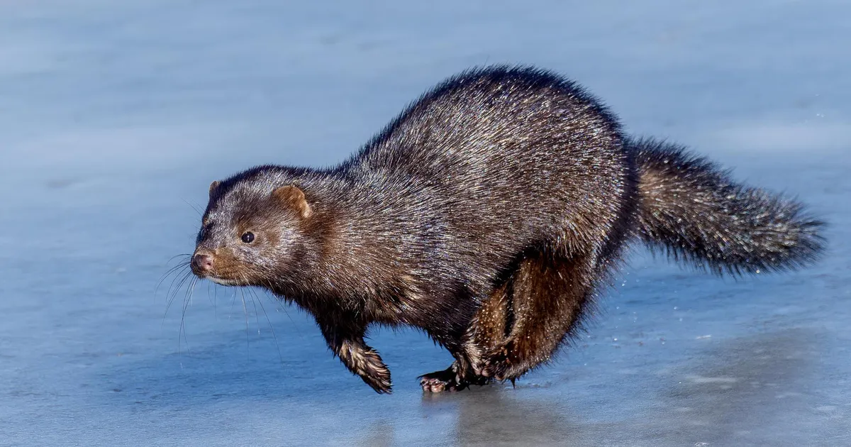 LOODUSFOTO Mink on saarma konkurent