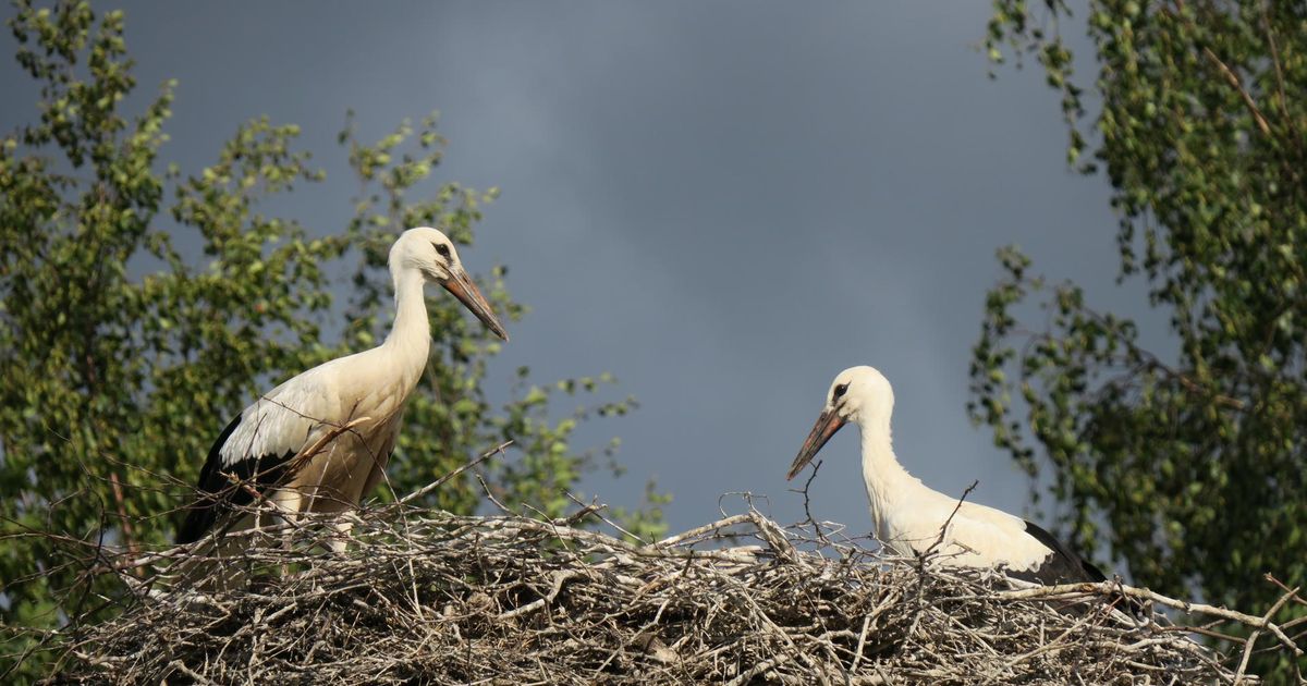 Nädala lind: valge-toonekurg