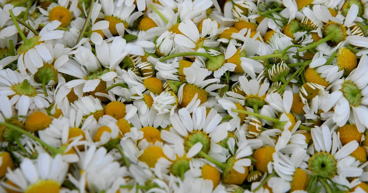 Atoopiline dermatiit on päritav nahahaigus