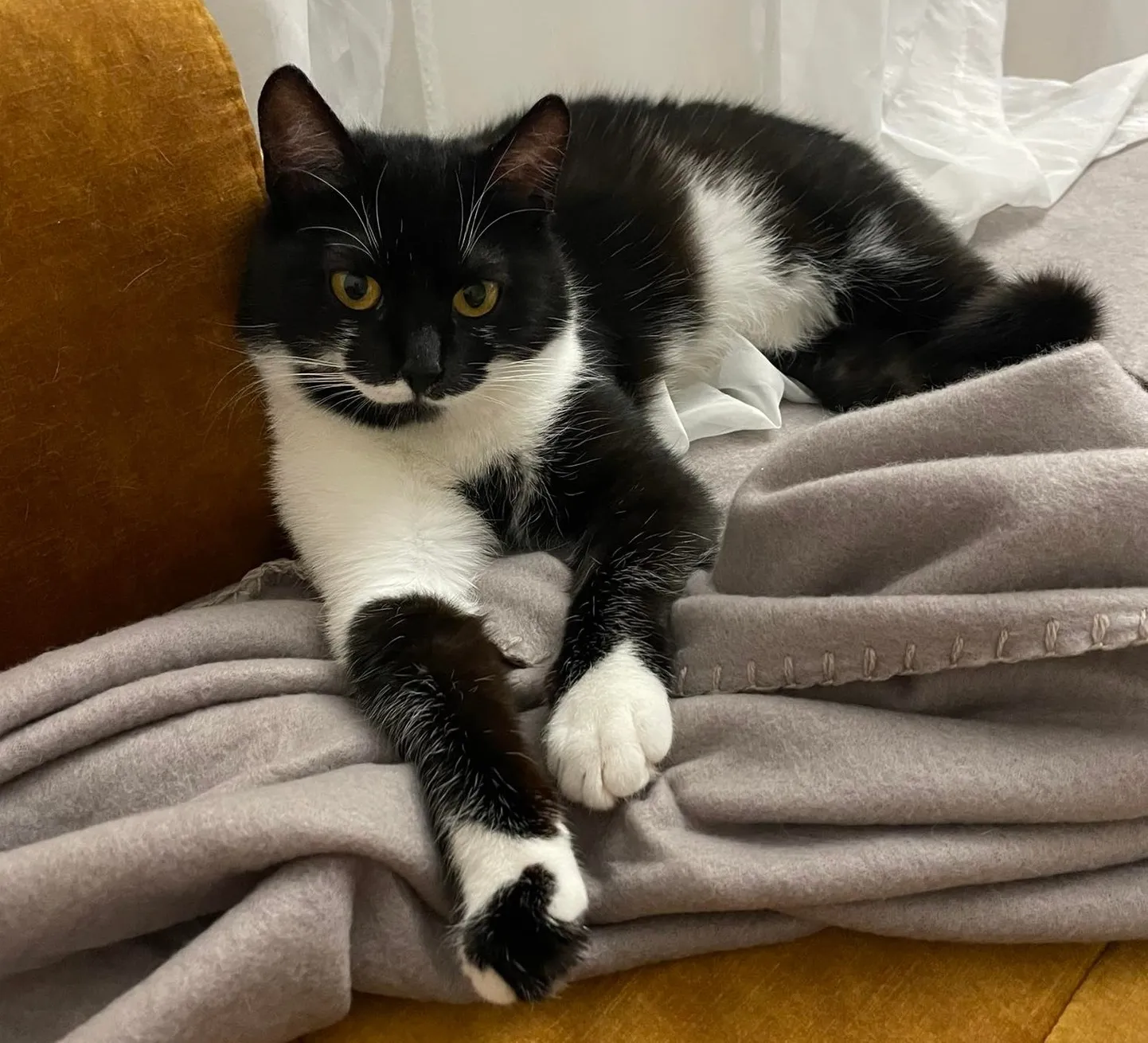 PÄEVAKÄPP Vahva kasukaga Hurmur otsib oma inimest