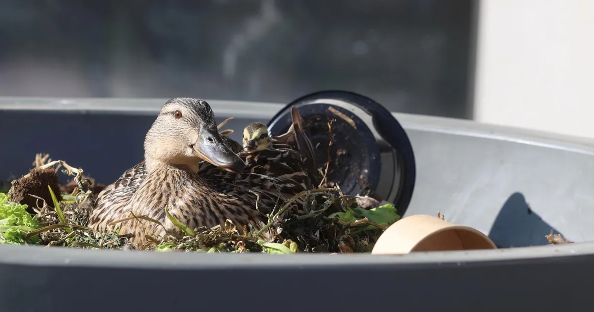 PILTUUDIS Kvartali pardil koorusid tibud