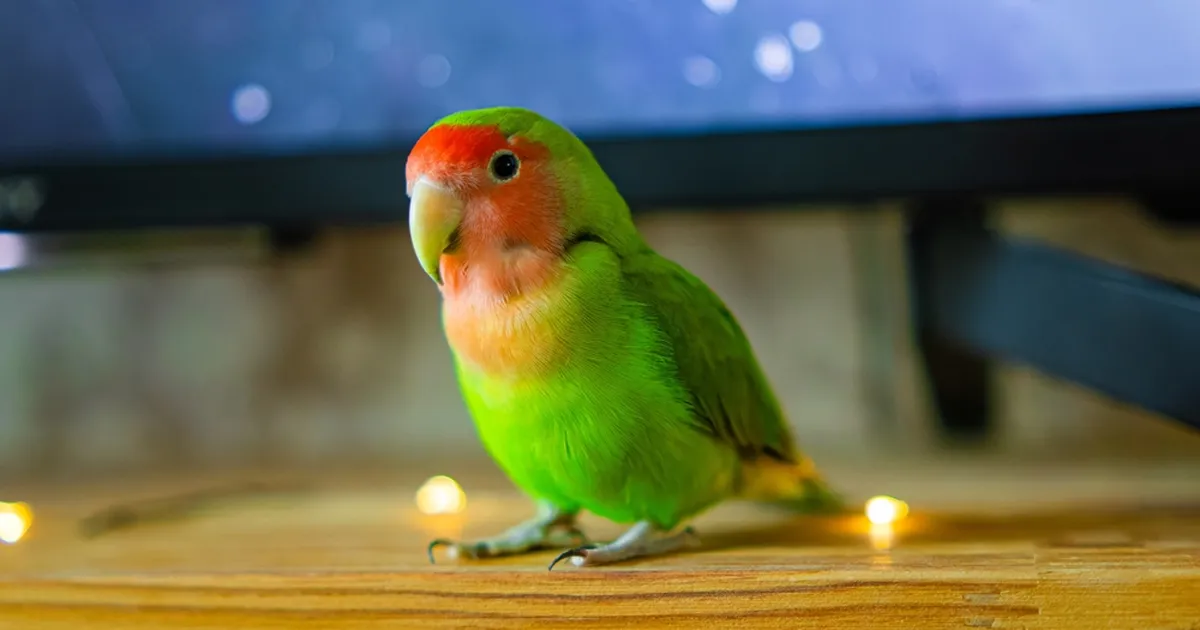 USKUMATULT PIINLIK Rohelise papagoi pähe netipoes reklaamitud lind ...