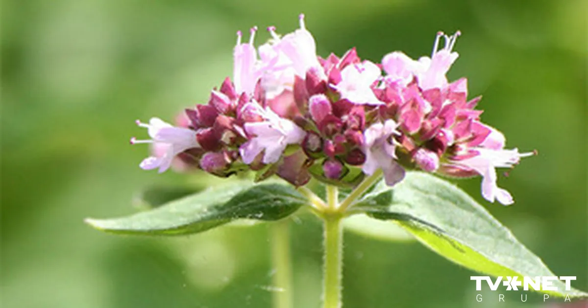 Raudene kā antioksidants