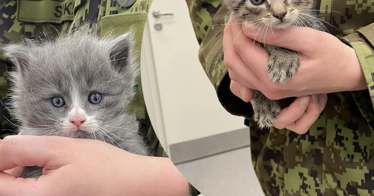 ARMAS Sõdur leidis Tapa väeosas veoki kastist kassipojad