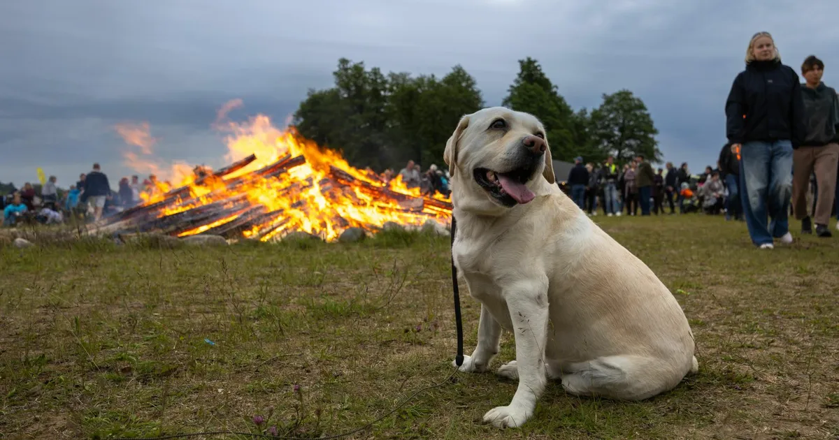 PÄEVA PILT Kimbatuses koer