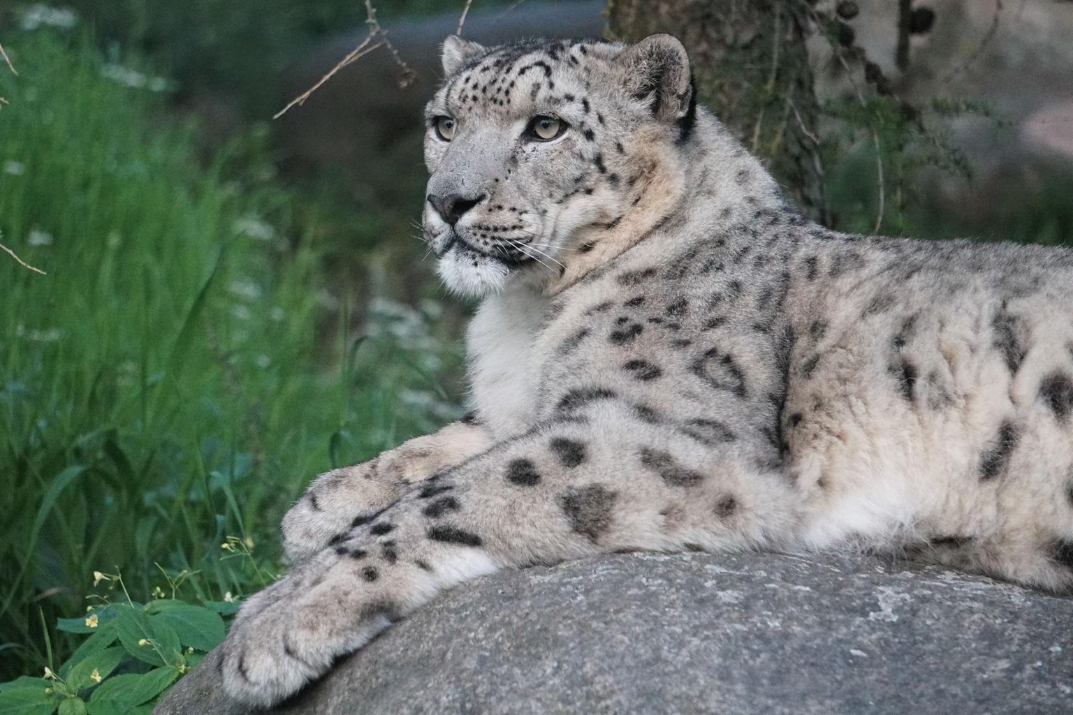 NÄDALA LOOMAAED Irbisest, kõrvitsast, madudest ja kuldsest sügisest