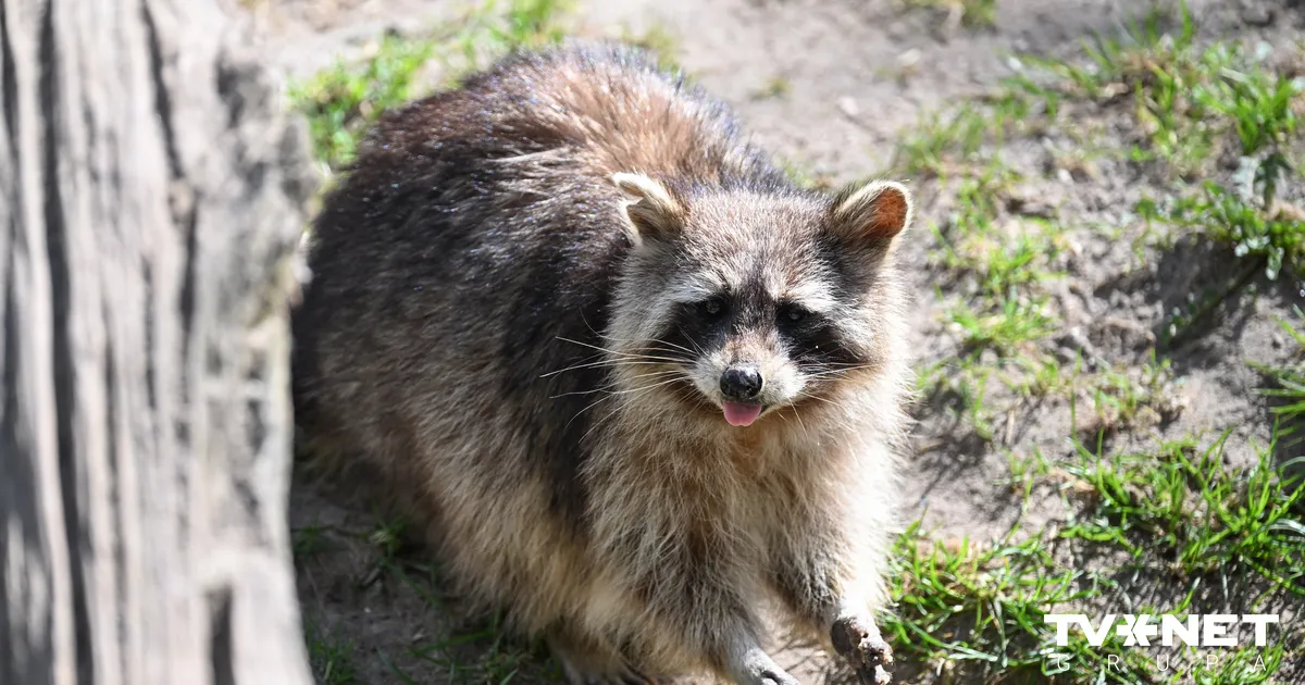 Latgalē uzradies jenots – atbildīgie dienesti plāno dzīvnieka ķeršanu