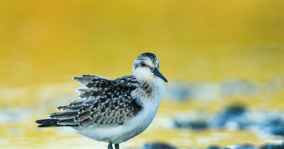 LOODUSFOTO Vandersell kaugelt Põhjast tuli ja peatus korraks meil