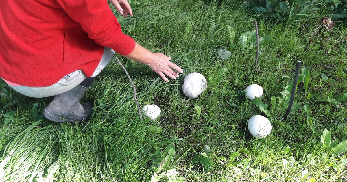 Külaelanik käib maja taga hiidmune korjamas