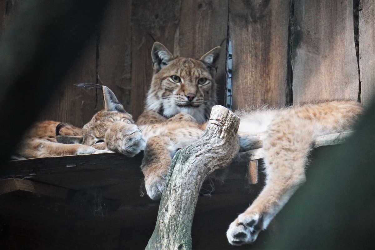 NÄDALA LOOMAAED Ilmauperpallidega nädal lõpeb toredate sündmustega