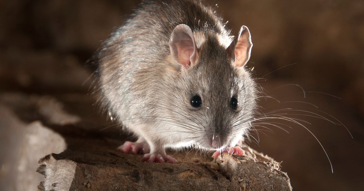 Uued tõendid viitavad, et võib-olla ei levitanud rotid musta surma