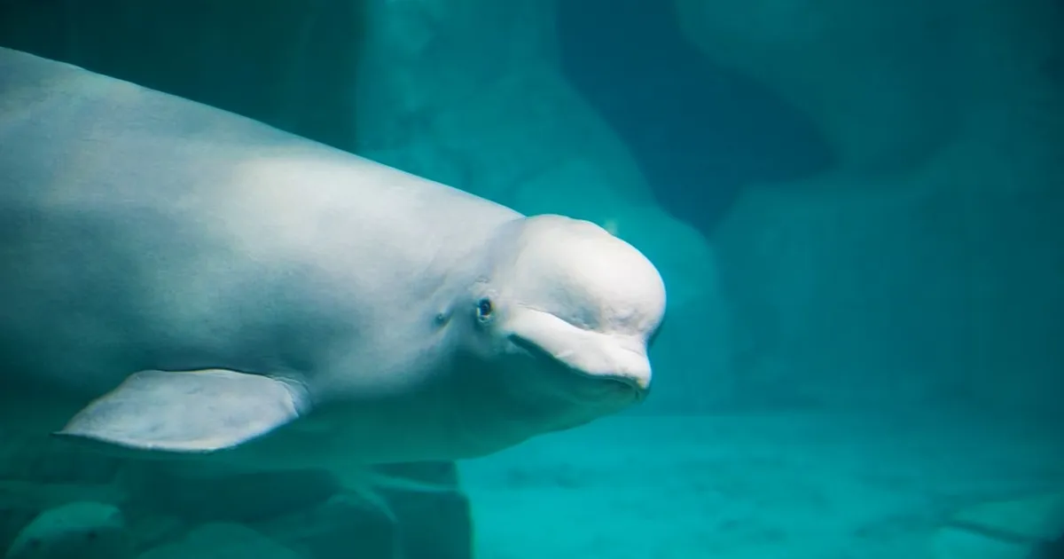 OSAV TEGELANE Norrakaid hoiatatakse Venemaa spioonvaala eest