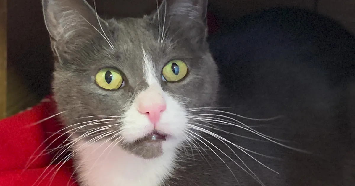 Tallinna koduta loomade varjupaigas on loomad otsa saamas!