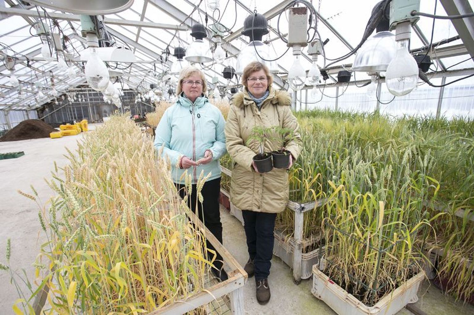 Iseseisvuse julgeolek peitub Jõgeva kasvuhoonetes