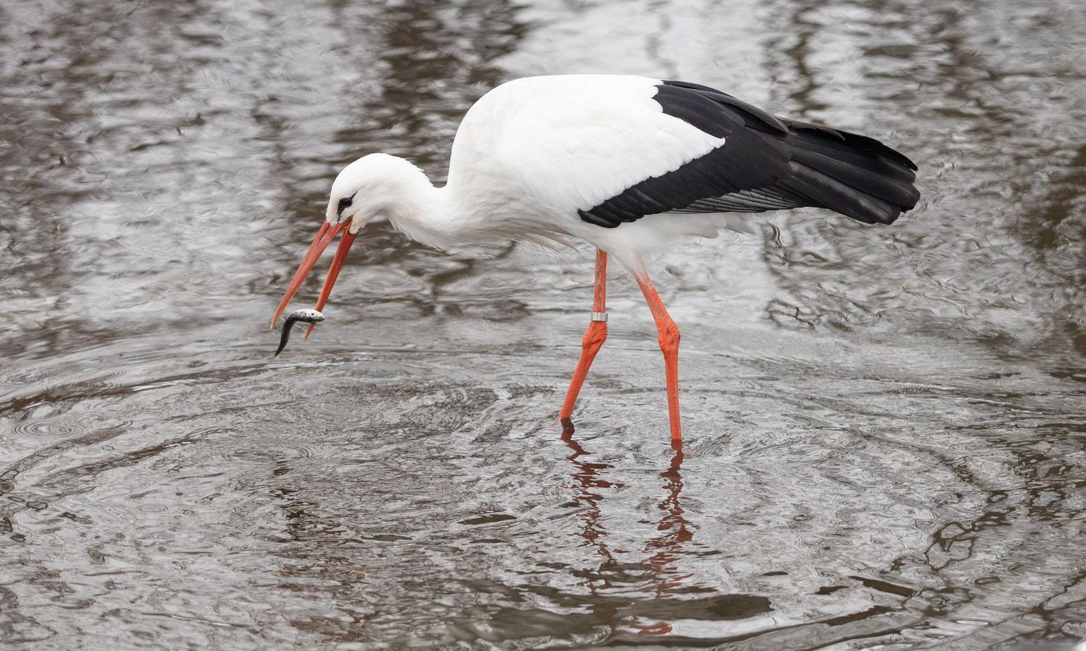 Valge-toonekurg Jüri saab varsti seltsi - Uudised - Virumaa Teataja