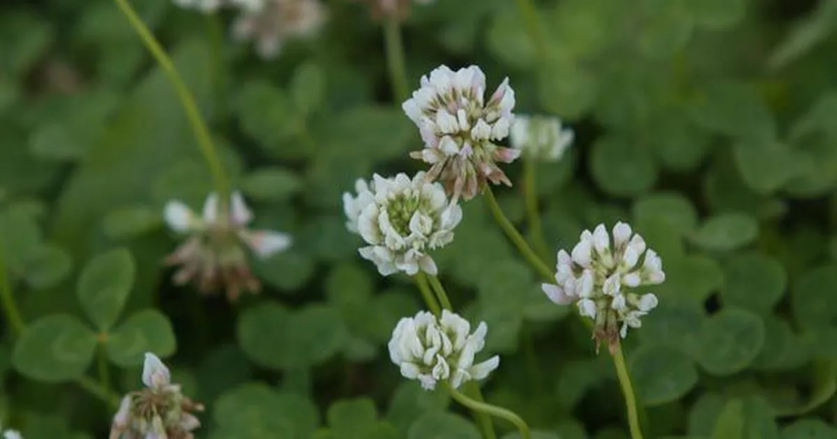 Valge ristik parandab mälu, rukkilill teeb silmad klaariks