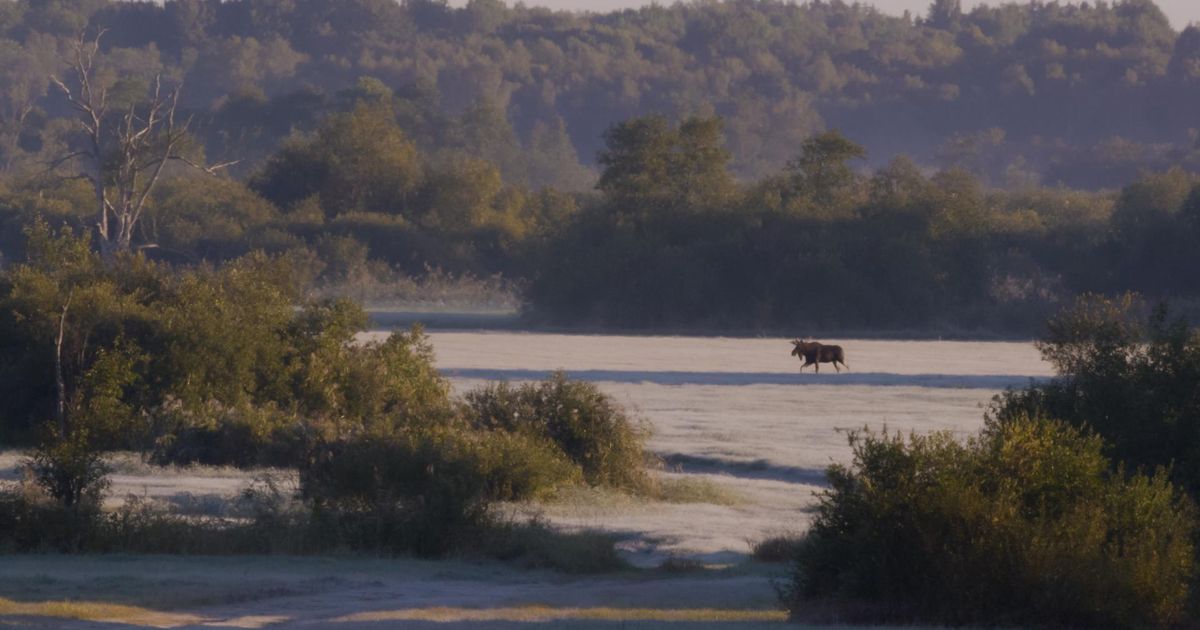 LOODUSFOTO Põtrade lembeaeg