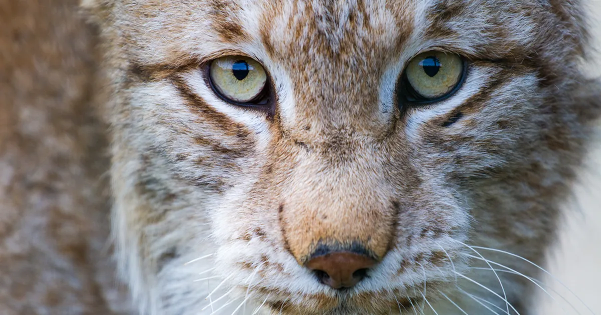 PILT Pärnumaal liigub ringi ebaharilikult julge ilves