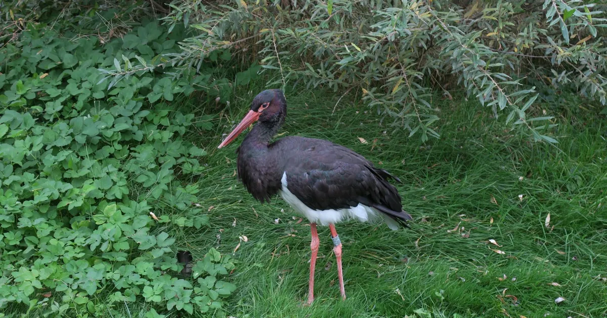 Nädala lind: must-toonekurg